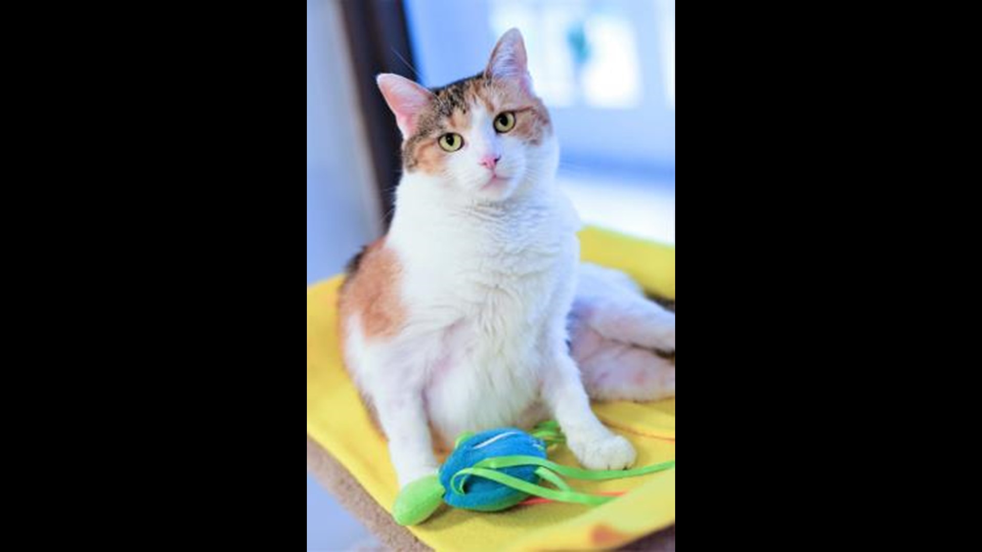 Humane Society of Indianapolis | wthr.com