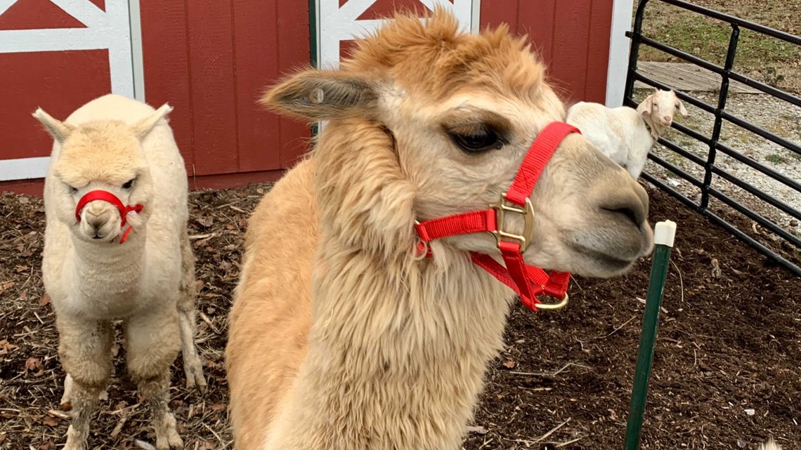 Barnyard Party Pals | wthr.com