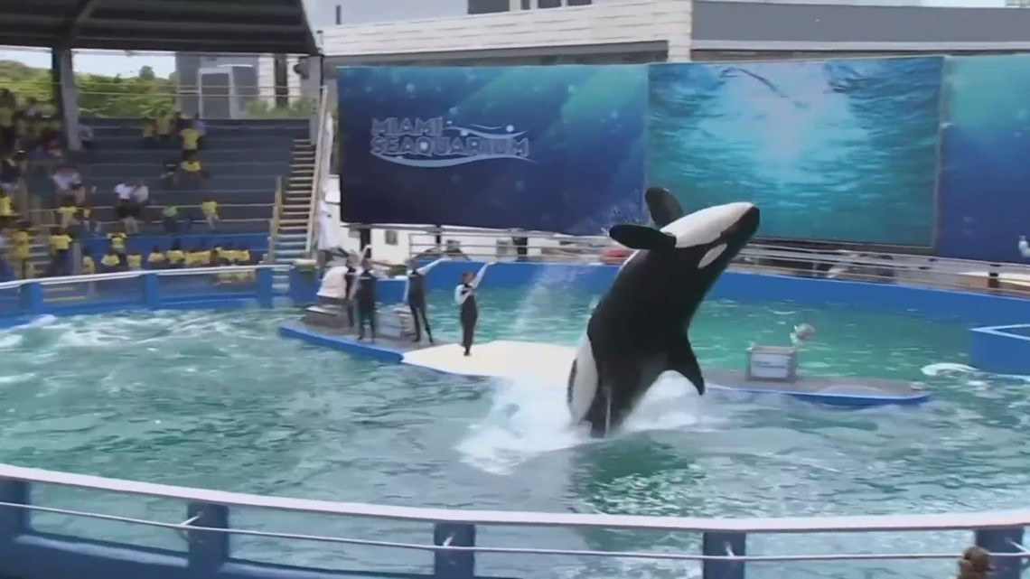 Beloved orca Tokitae dies | wthr.com