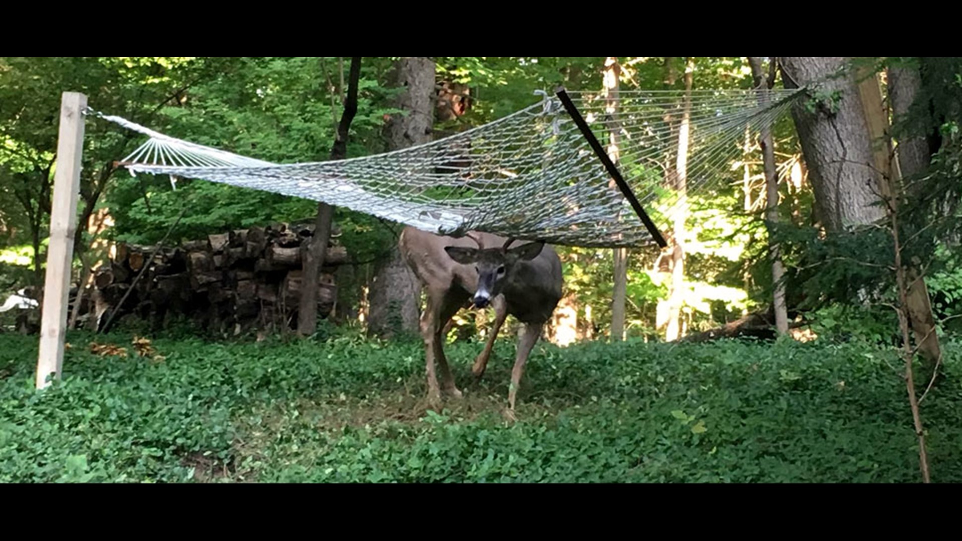 Deer caught in hammock near Monon Center | wthr.com