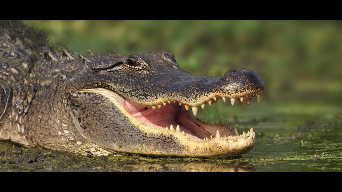 Only in Florida: Video shows gator eating invasive python | wthr.com
