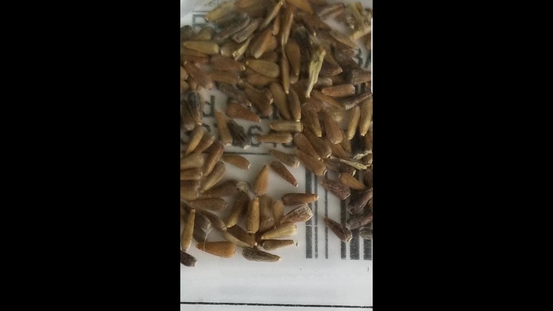 What to do if you get strange seeds in your mailbox from China | wthr.com