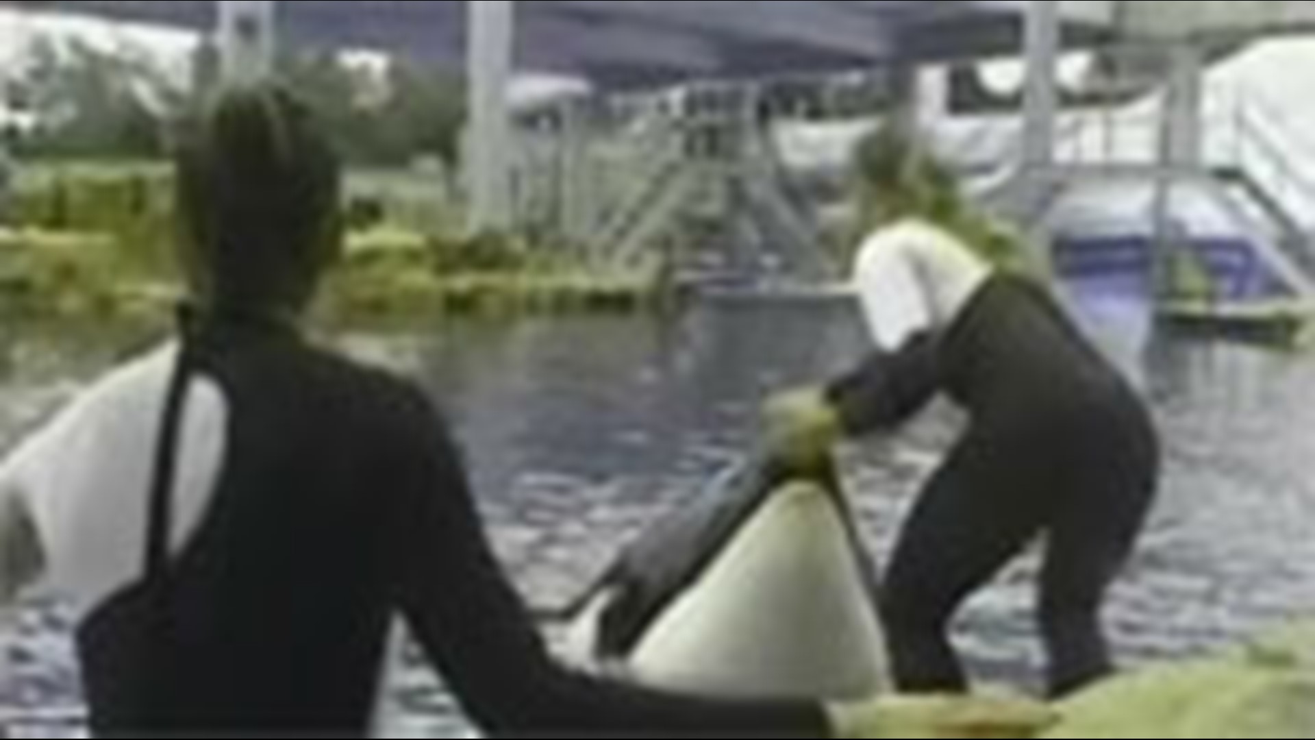 Autopsy details brutal orca attack | wthr.com