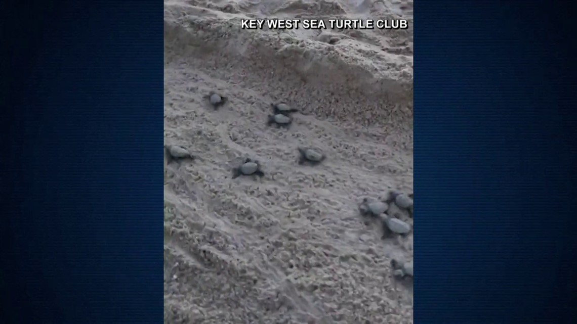 Key West Sea Turtle Club captures rare video of hatchlings headed to se ...