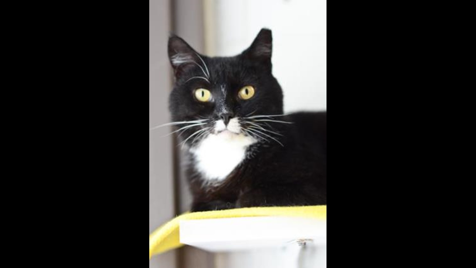 Humane Society of Indianapolis | wthr.com