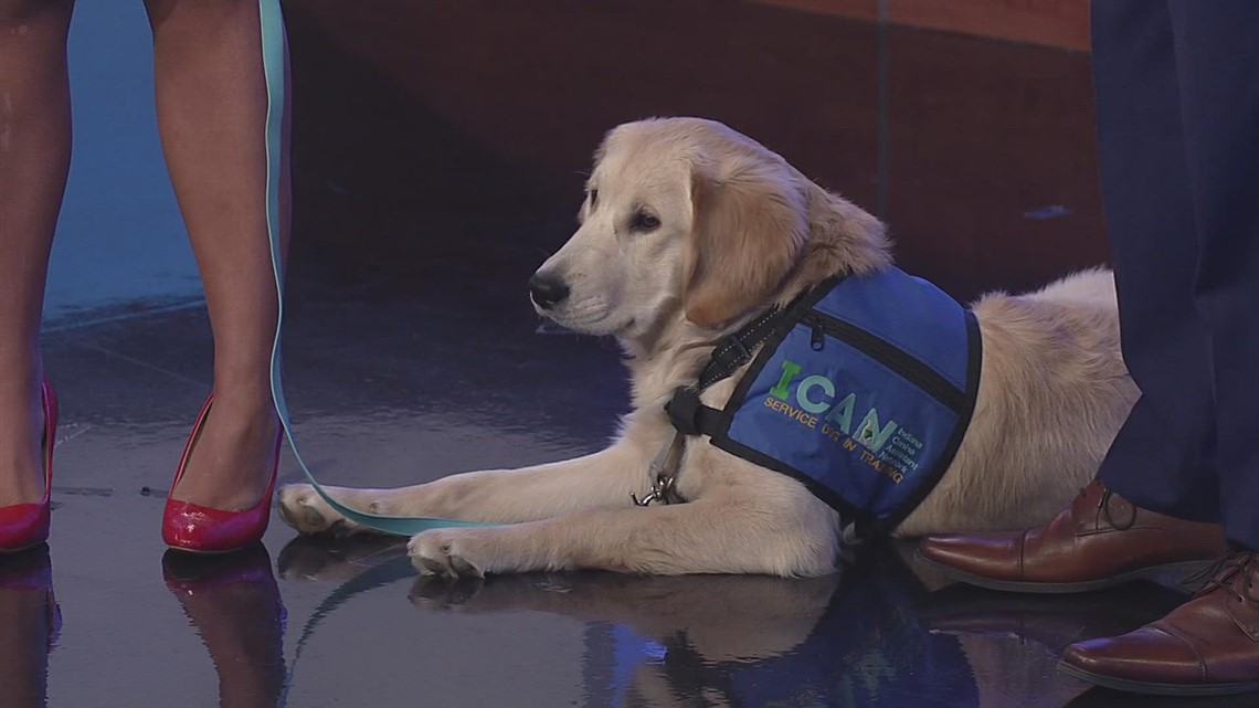 ICAN service dogs to deliver Valentine's Day treats to Hoosiers | wthr.com