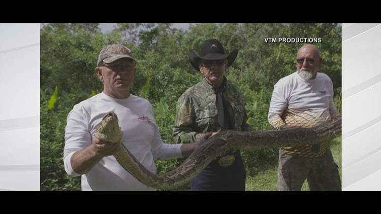 Giant 16-foot python captured in Florida Everglades | wthr.com