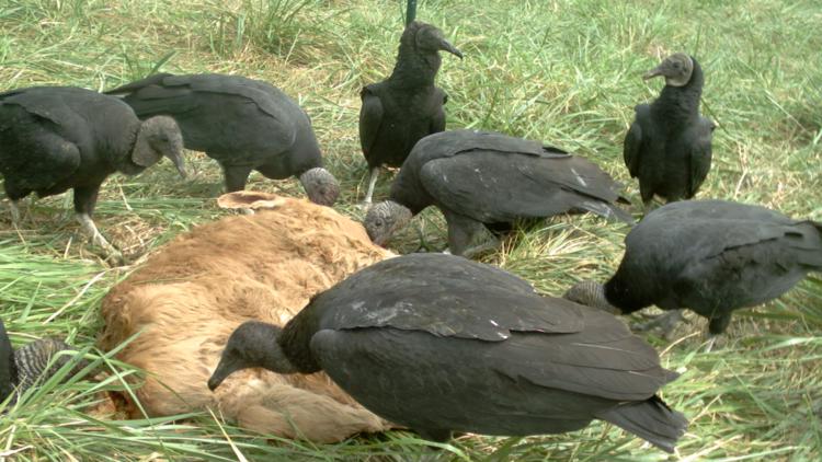 Researchers investigating black vultures killing Indiana cattle | wthr.com