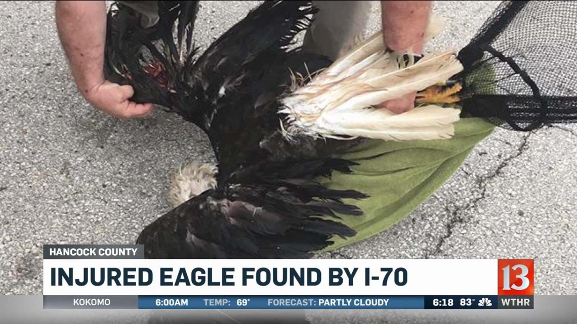 Bald eagle dies after being found along I-70 in Greenfield | wthr.com