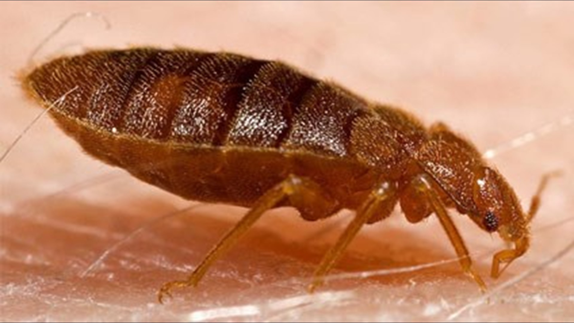 Indianapolis ranks 15 on Orkin bed bug list | wthr.com