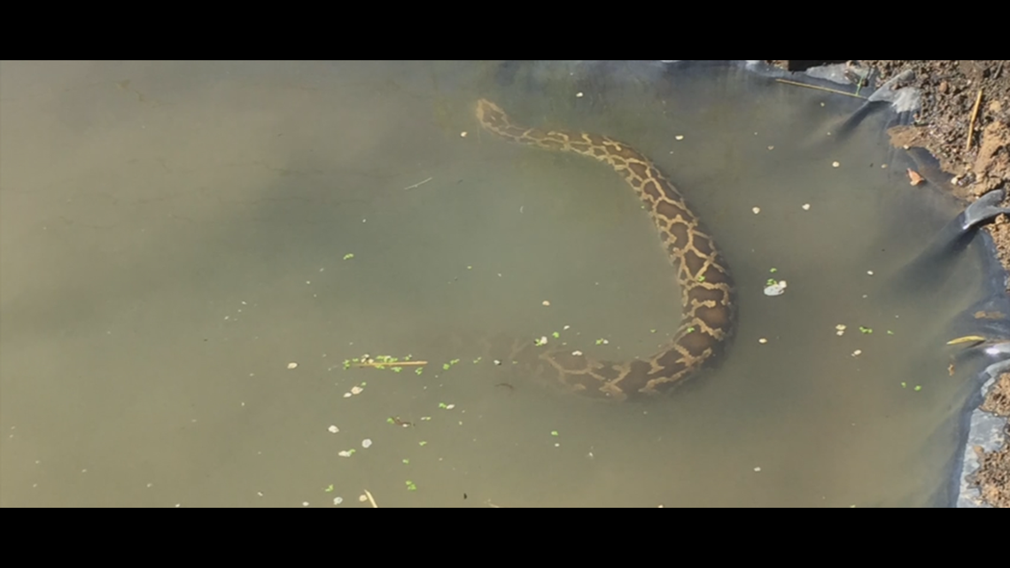 'She's really sweet' - Python goes missing in Beech Grove | wthr.com