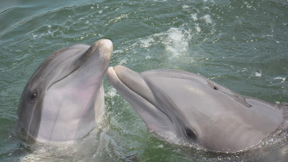 Reese the dolphin's whistle during high noise | wthr.com