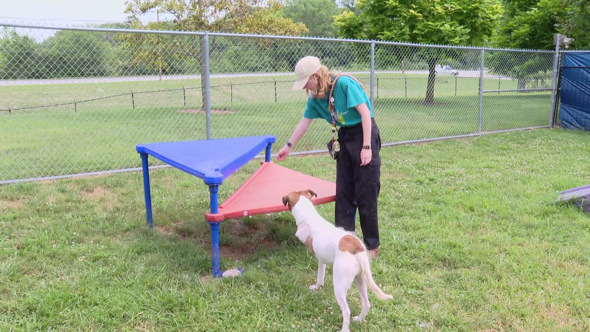 Where to Buy Dog Agility Equipment in Indianapolis: Top Trusted Stores ...