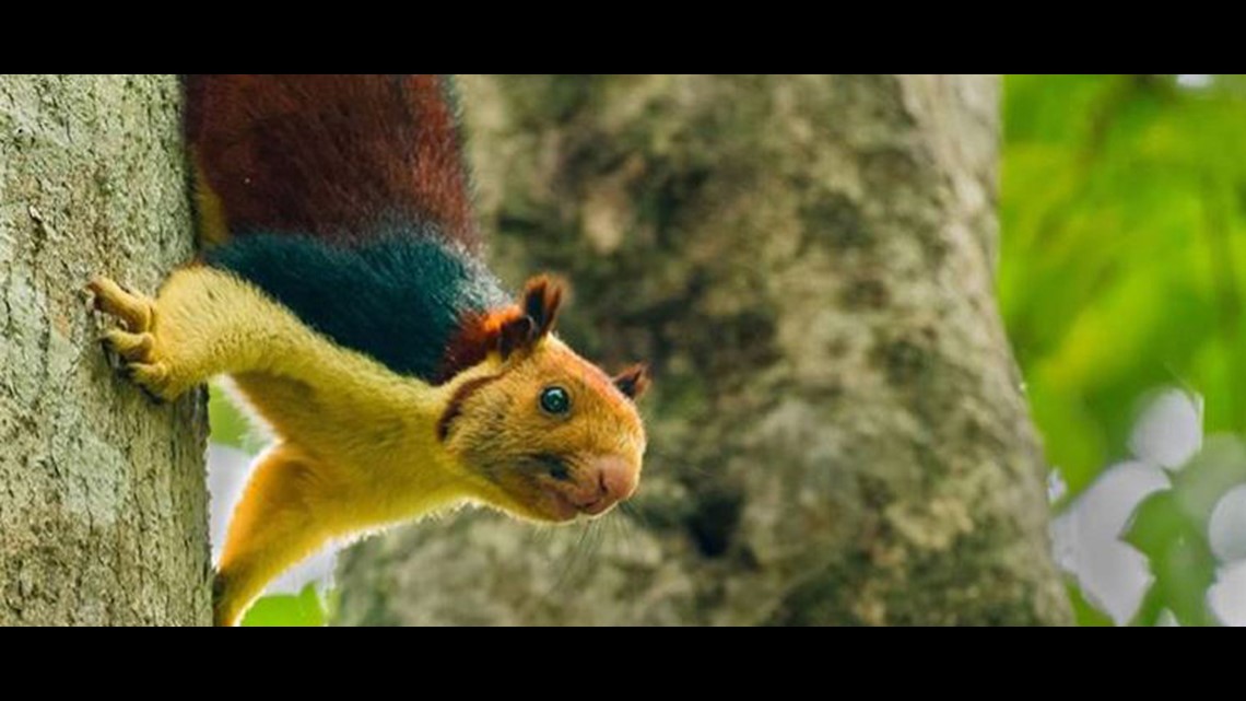 Photos of giant, technicolor squirrels are going viral | wthr.com