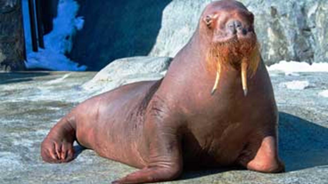 Indy zoo walrus dies | wthr.com