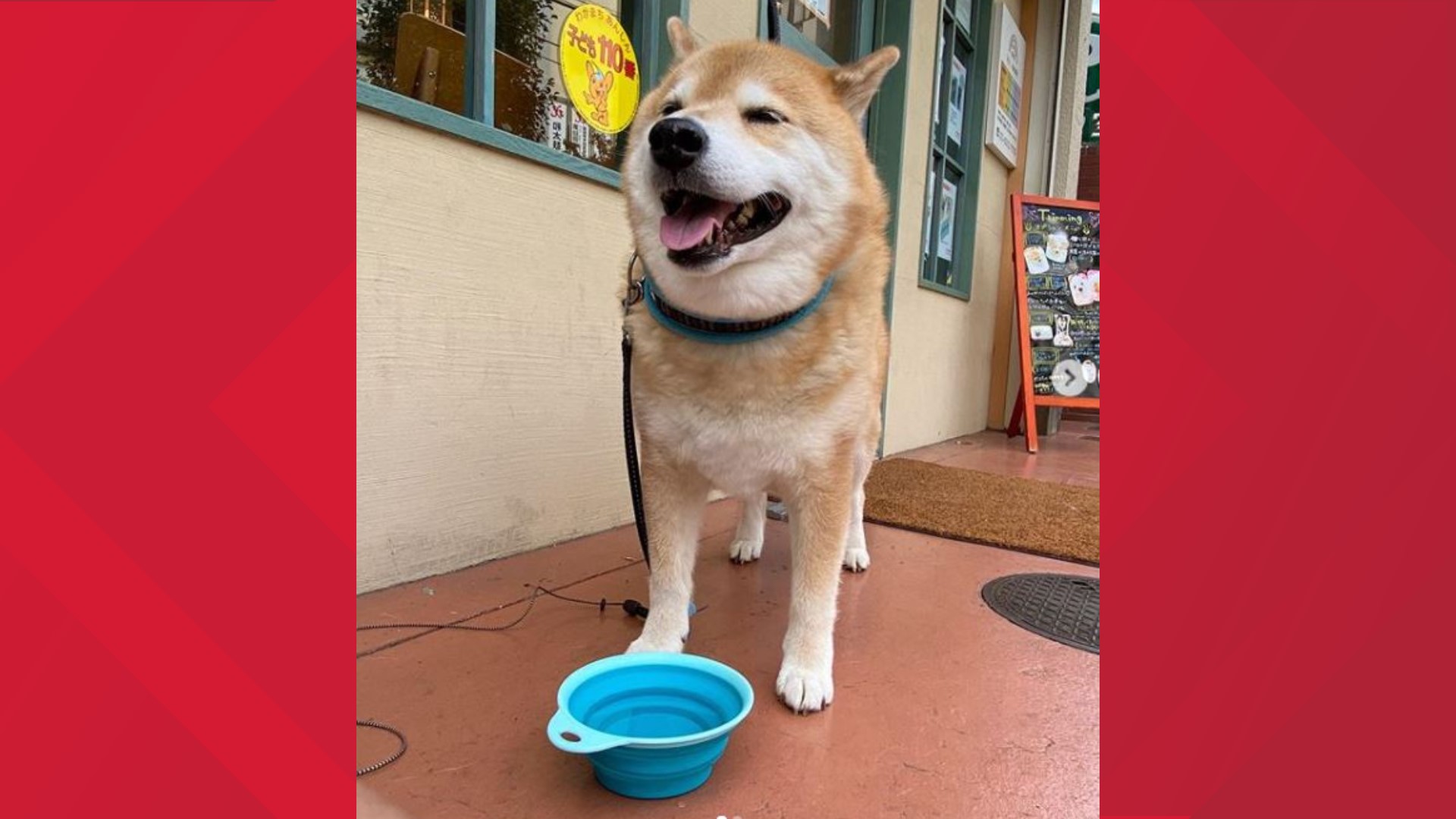 Maru: The forgotten dog now loved by millions | wthr.com