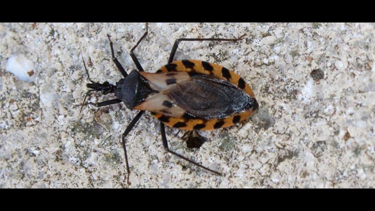 CDC issues warning for blood sucking, potentially deadly 'kissing bug ...