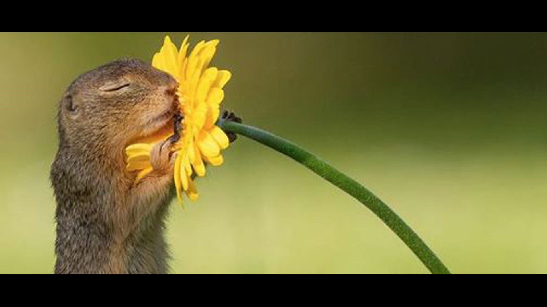 Squirrel appears to smell flower in adorable viral photo | wthr.com