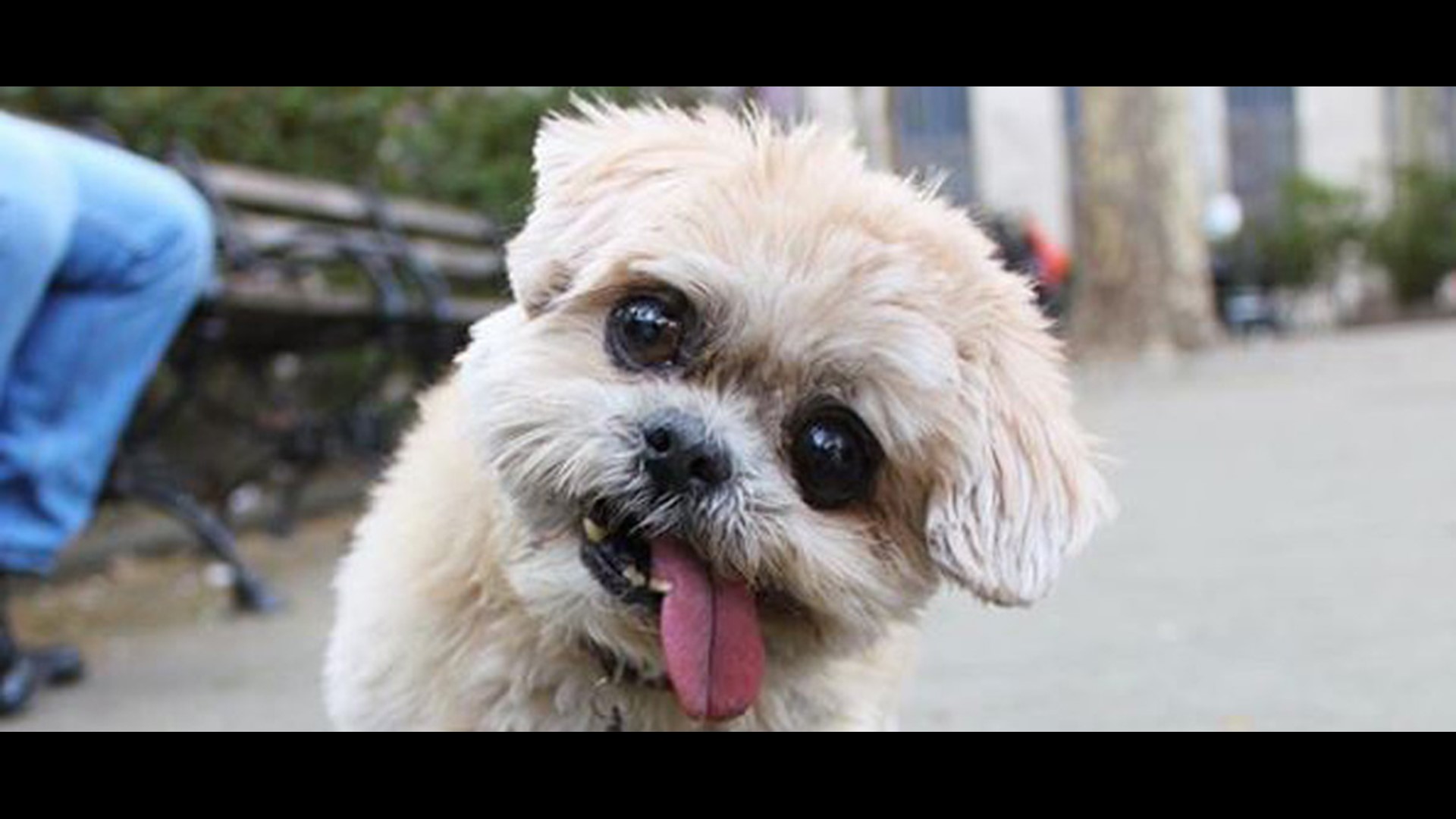 Internet-famous rescue dog, Marnie, dies at 18 | wthr.com