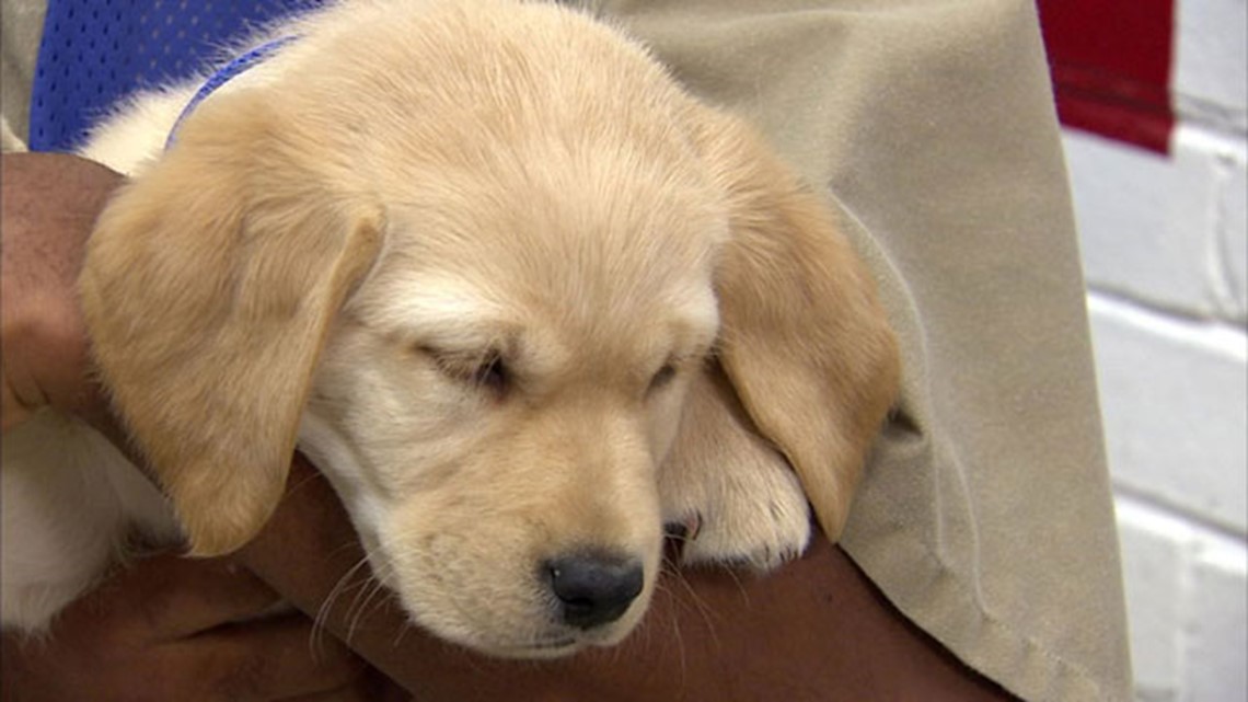 Indiana inmates train ICAN service dogs | wthr.com