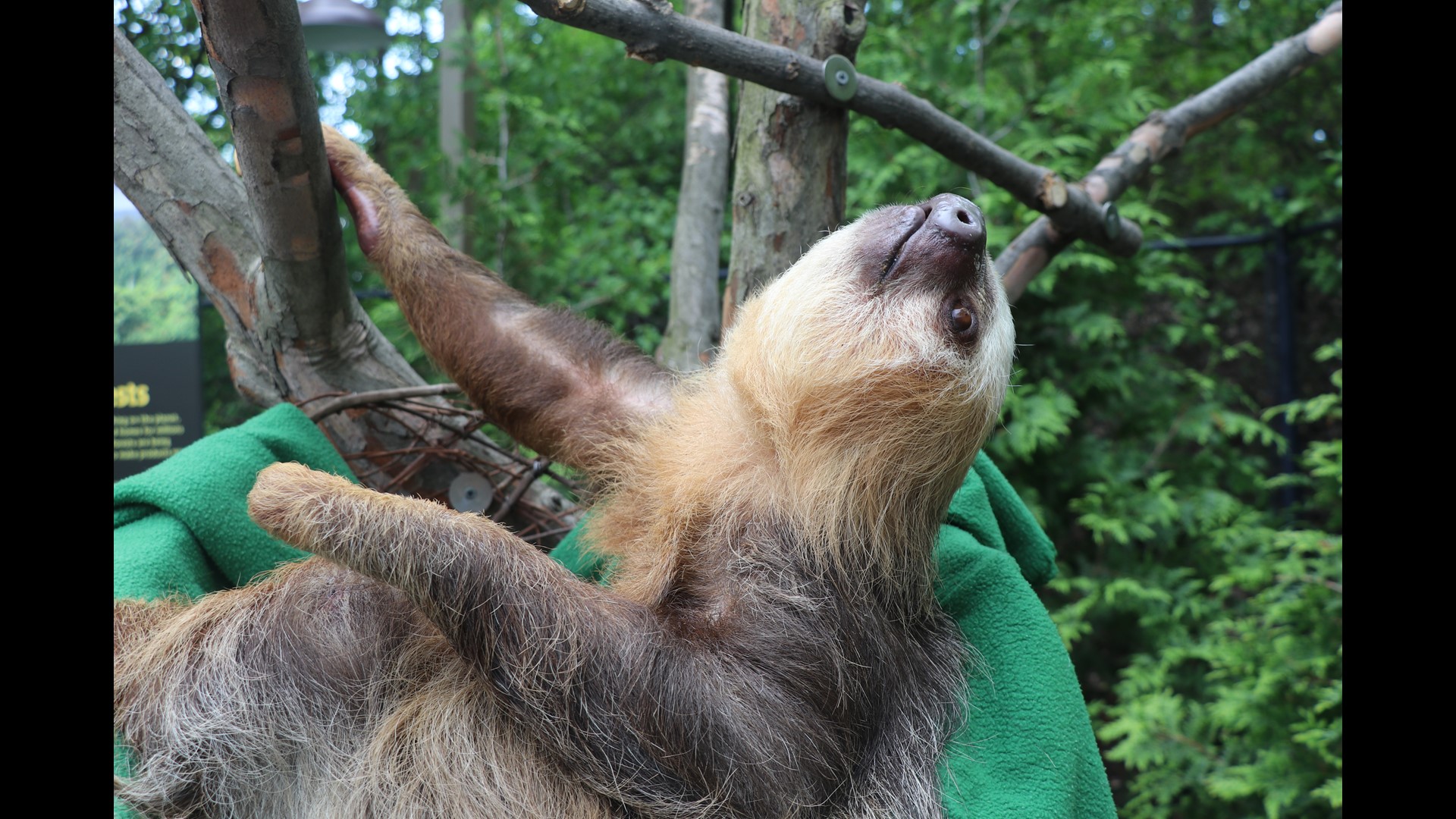 Indianapolis Zoo opening sloth exhibit Memorial Day weekend | wthr.com