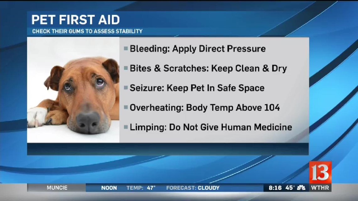 WATCH: Pet Vet first aid for your pet | wthr.com