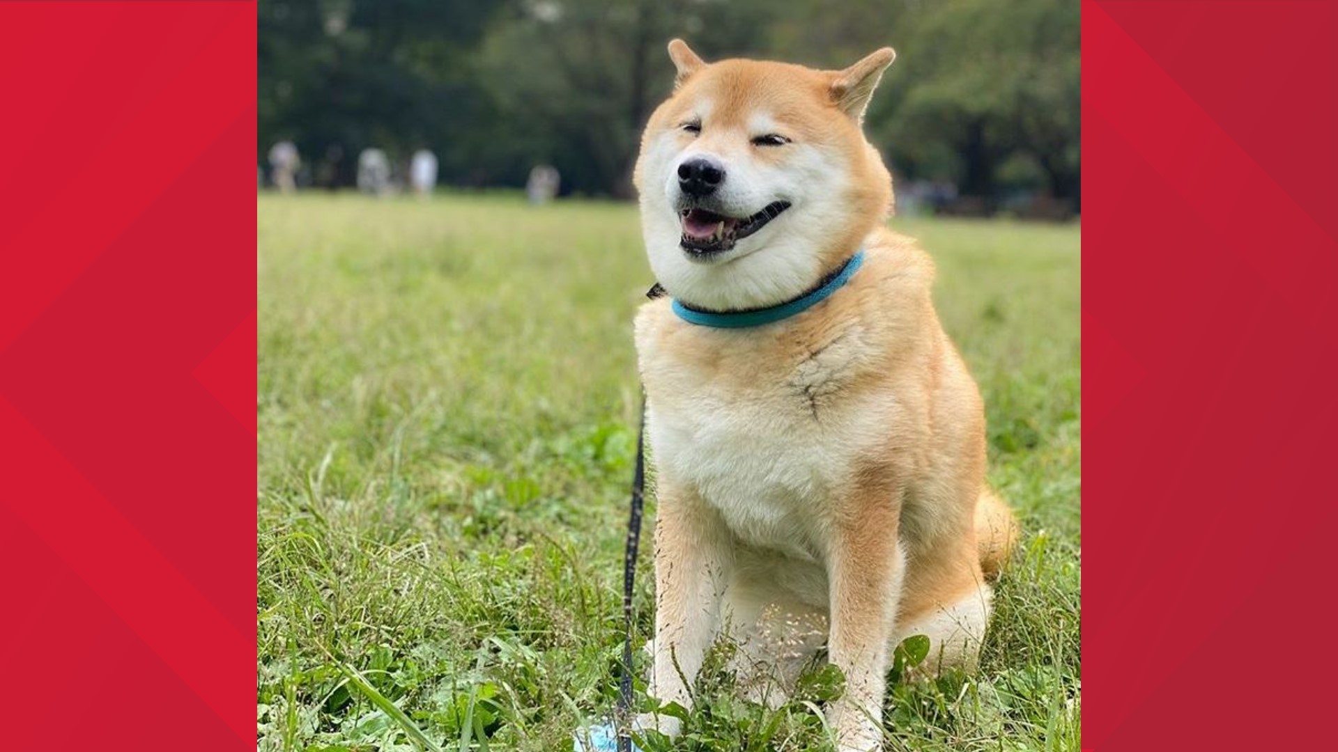 Maru: The forgotten dog now loved by millions | wthr.com