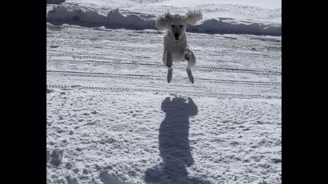 Animals in the Indiana snowstorm in February 2022 | wthr.com