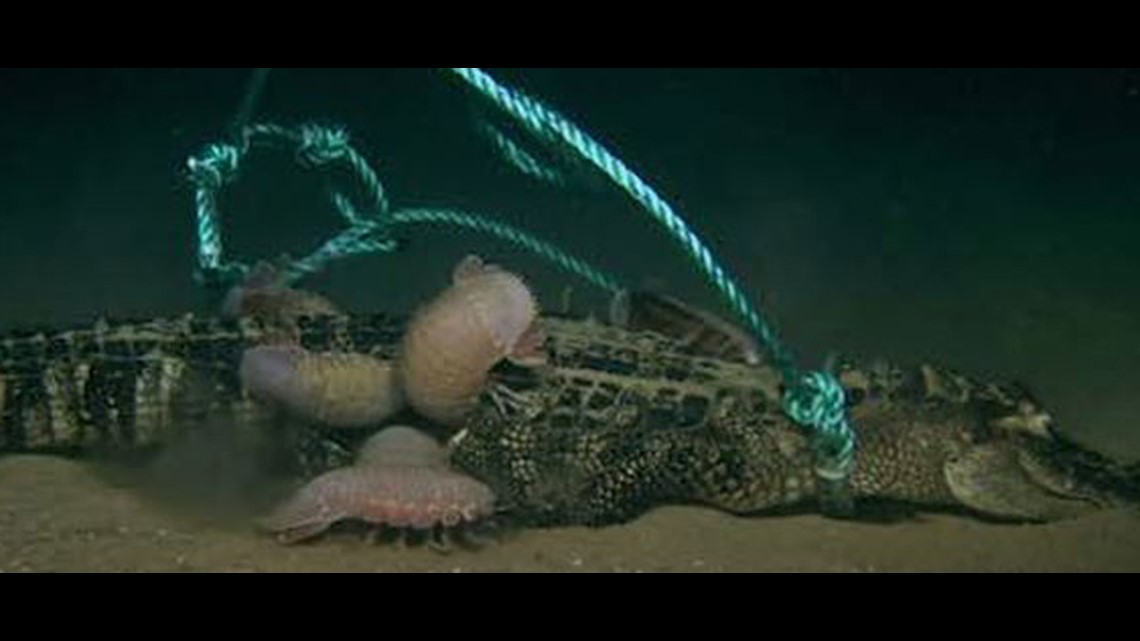 New worm species eats alligator down to its bones | wthr.com