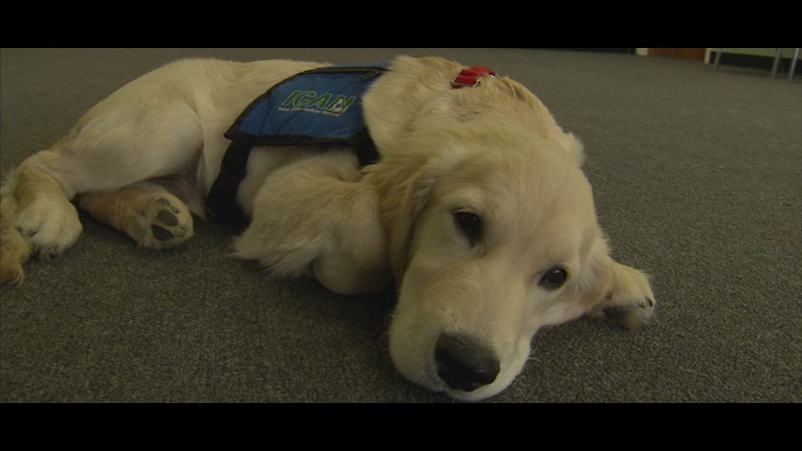 13 Investigates: Fake service animals, real problems | wthr.com