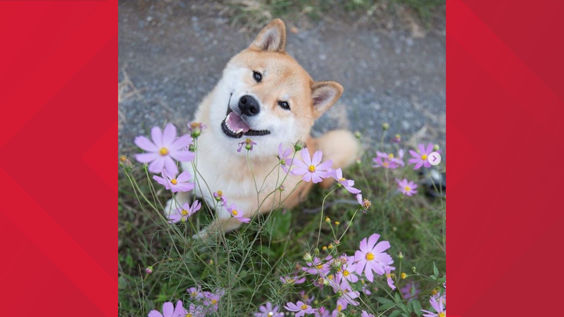 Maru: The forgotten dog now loved by millions | wthr.com