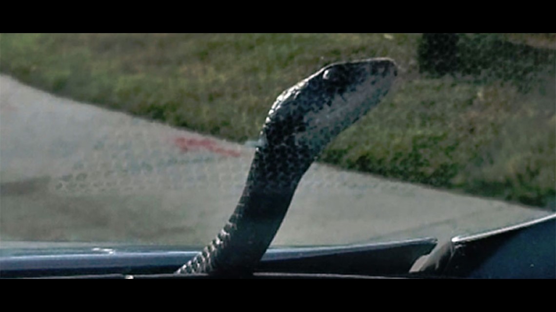 Snake surprise shocks driver | wthr.com