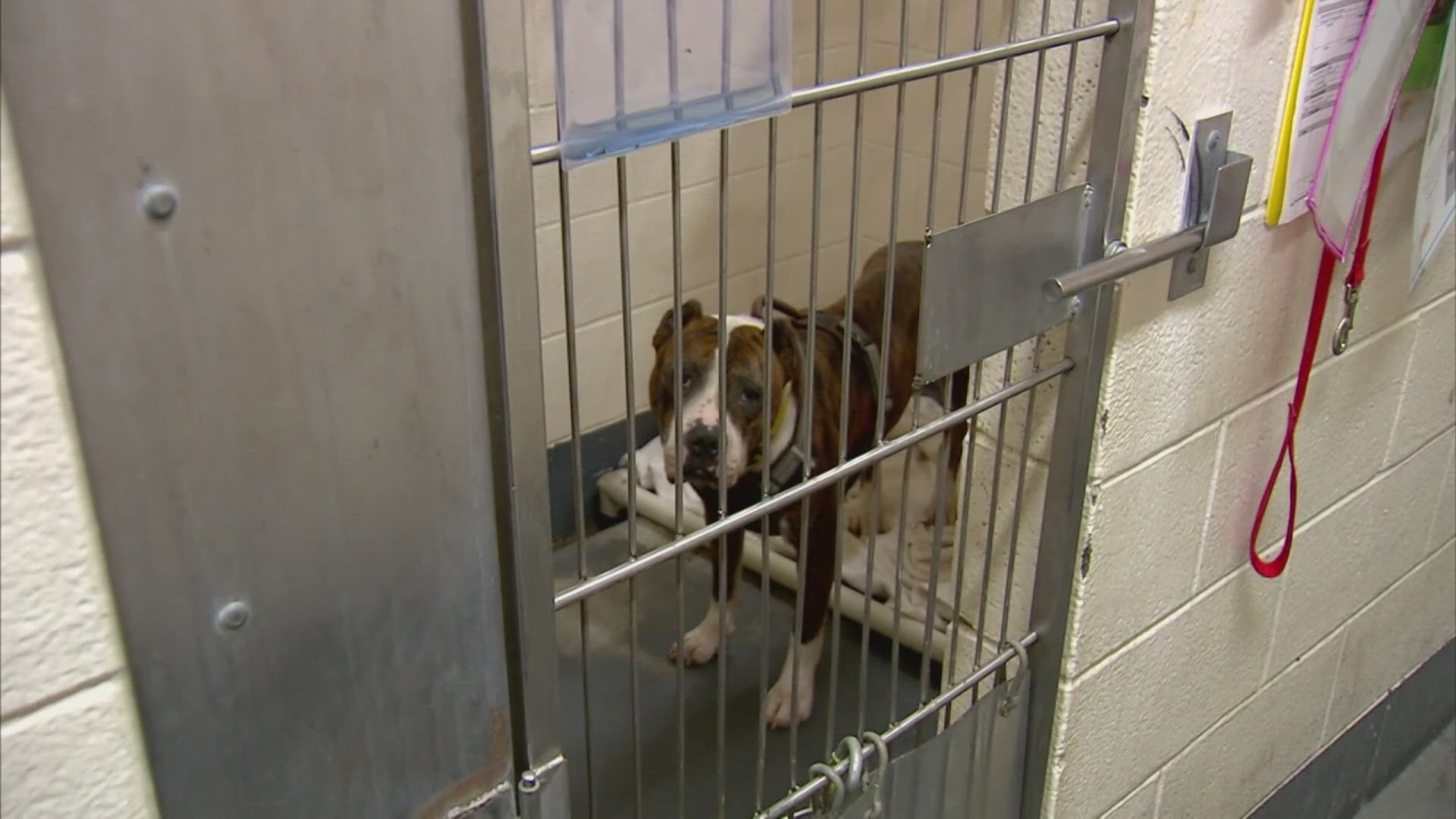 New ordinance for Indy pet owners goes into effect in 2025 | wthr.com