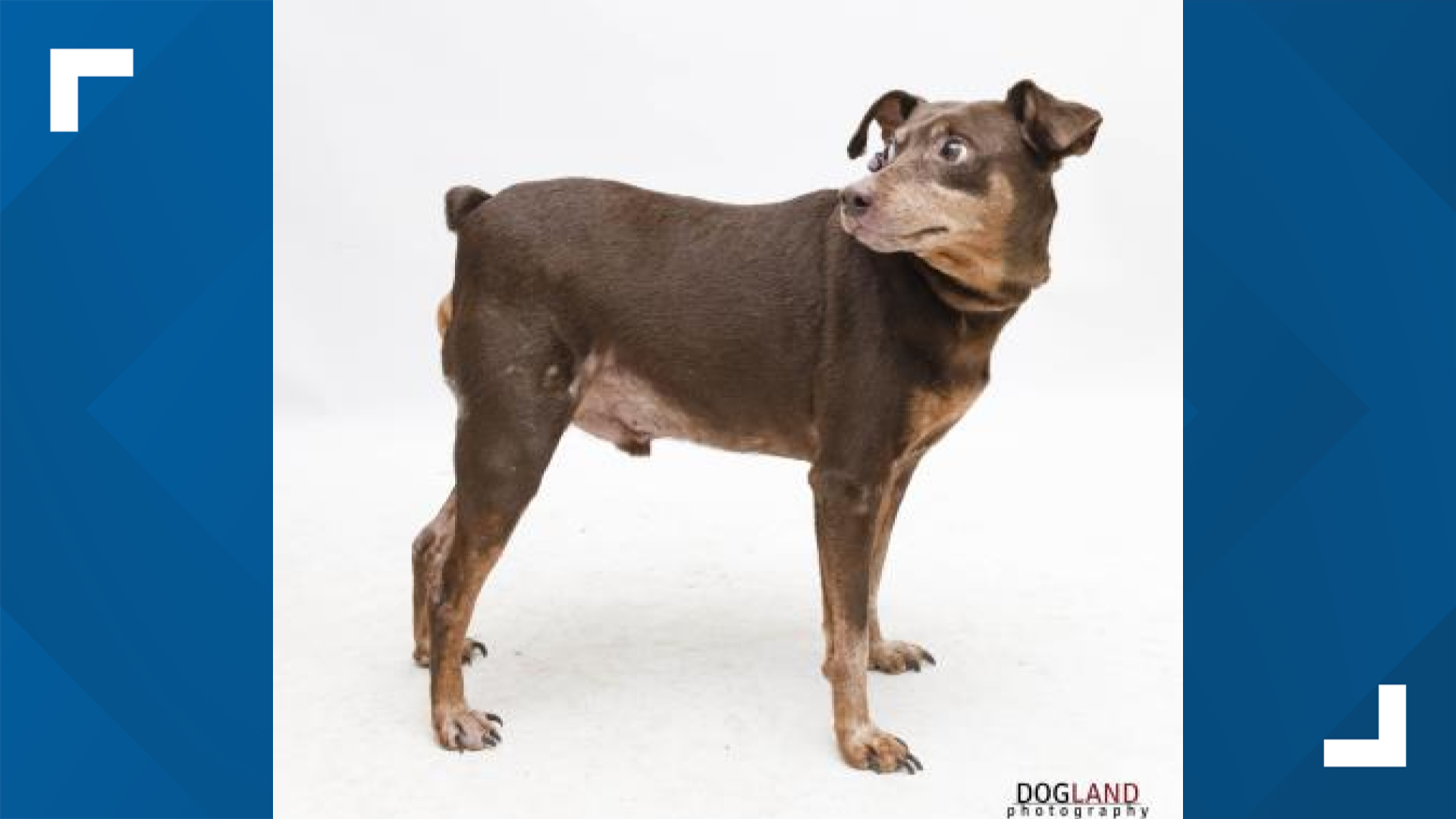 13 to the Rescue: IndyHumane | wthr.com