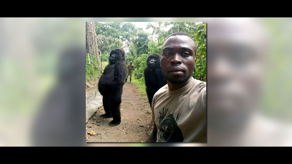 2 gorillas take part in park ranger's viral selfie | wthr.com