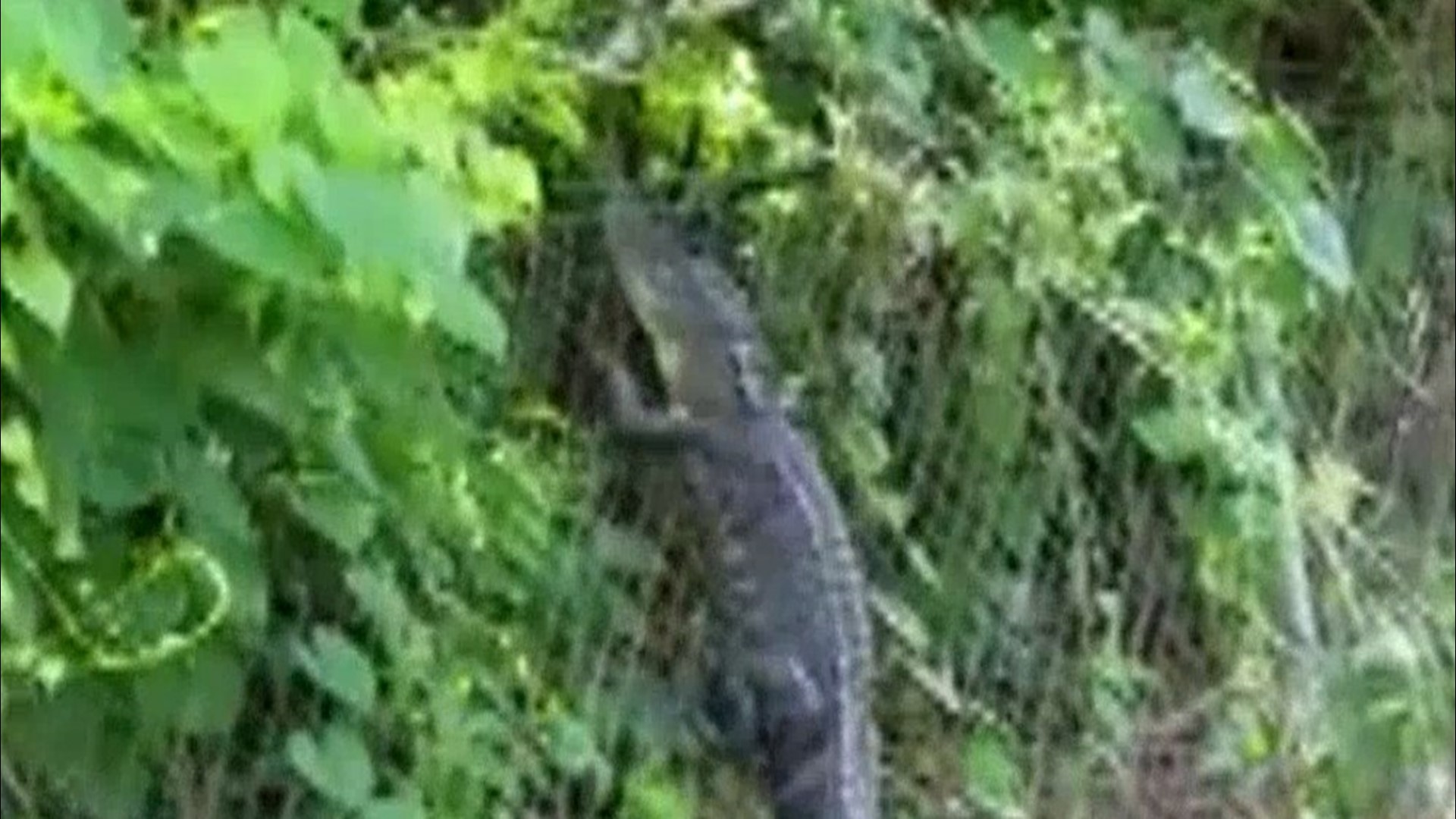 Gator spotted climbing fence near Florida golf course | wthr.com