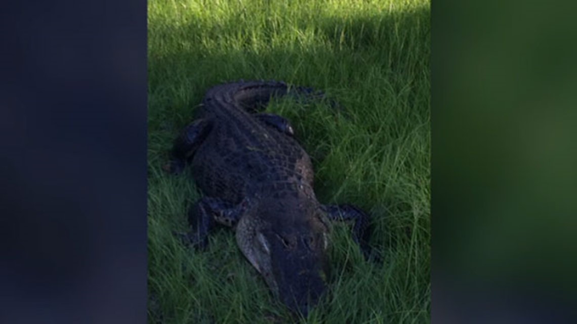 58-year-old Florida man injured in alligator attack | wthr.com