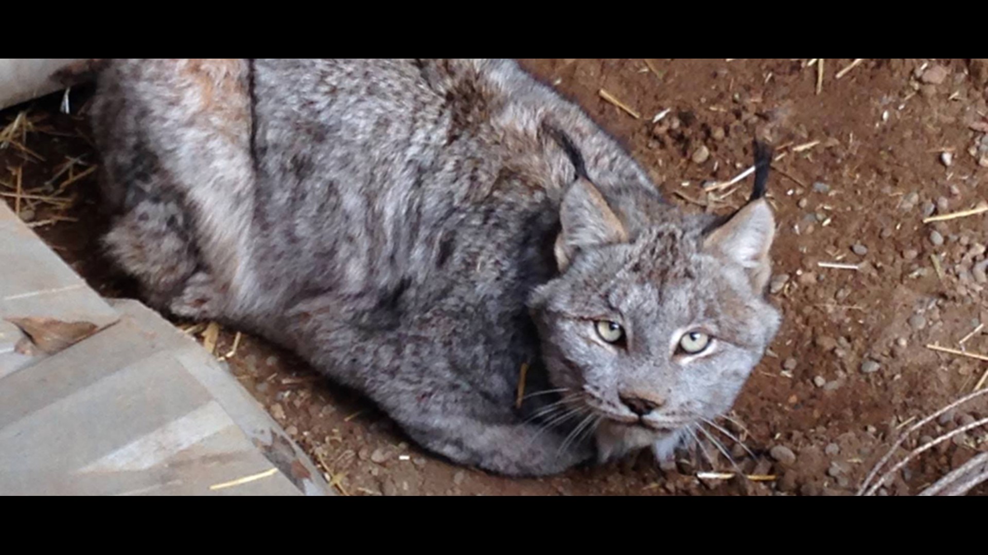 Rare lynx captured in Michigan | wthr.com