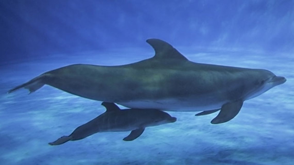Zoo Babies: Calypso the dolphin | wthr.com