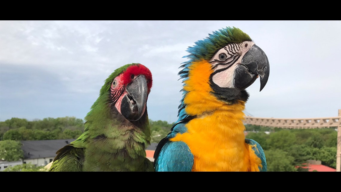 Magnificent Macaws take flight at Indianapolis Zoo | wthr.com