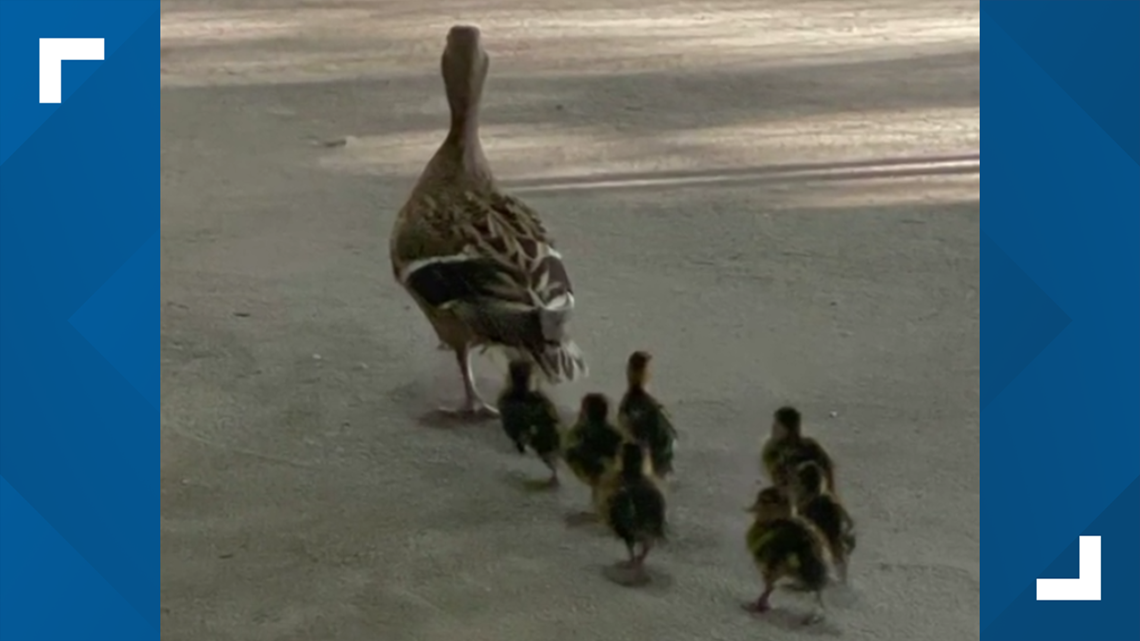Cute! Downtown IFD firefighters rescue ducklings from drain | wthr.com