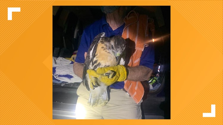 Injured hawk rescued in Fishers | wthr.com