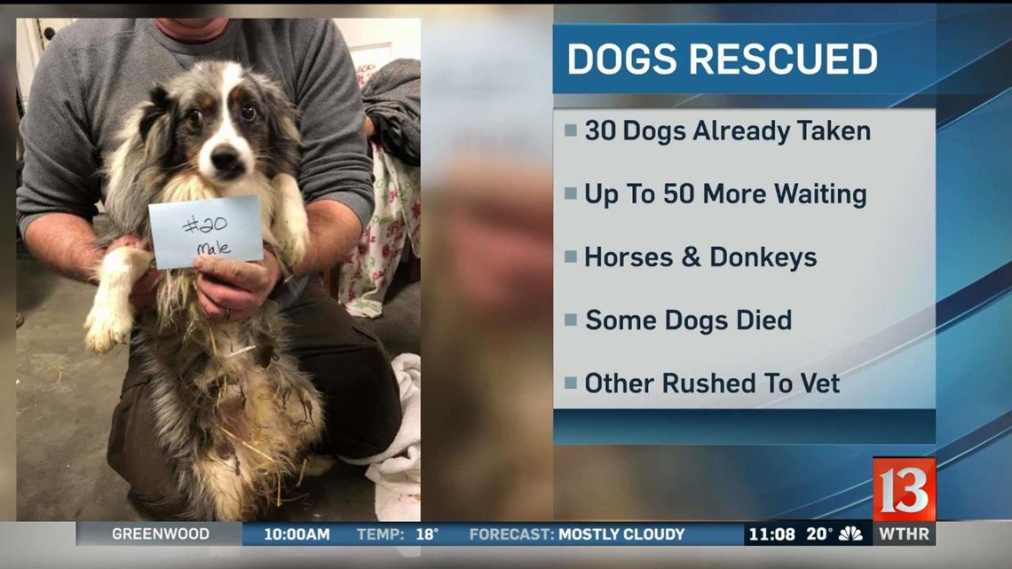 Dozens of dogs rescued from southern Indiana puppy mill | wthr.com