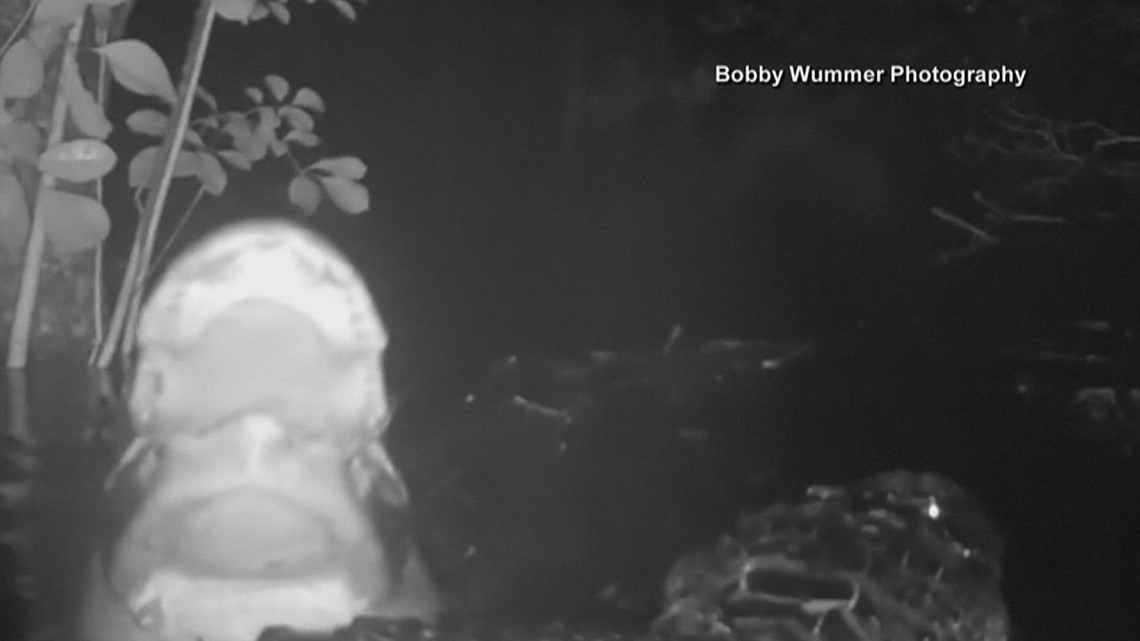 WATCH: Camera catches frightening sights, sounds of alligators at night ...