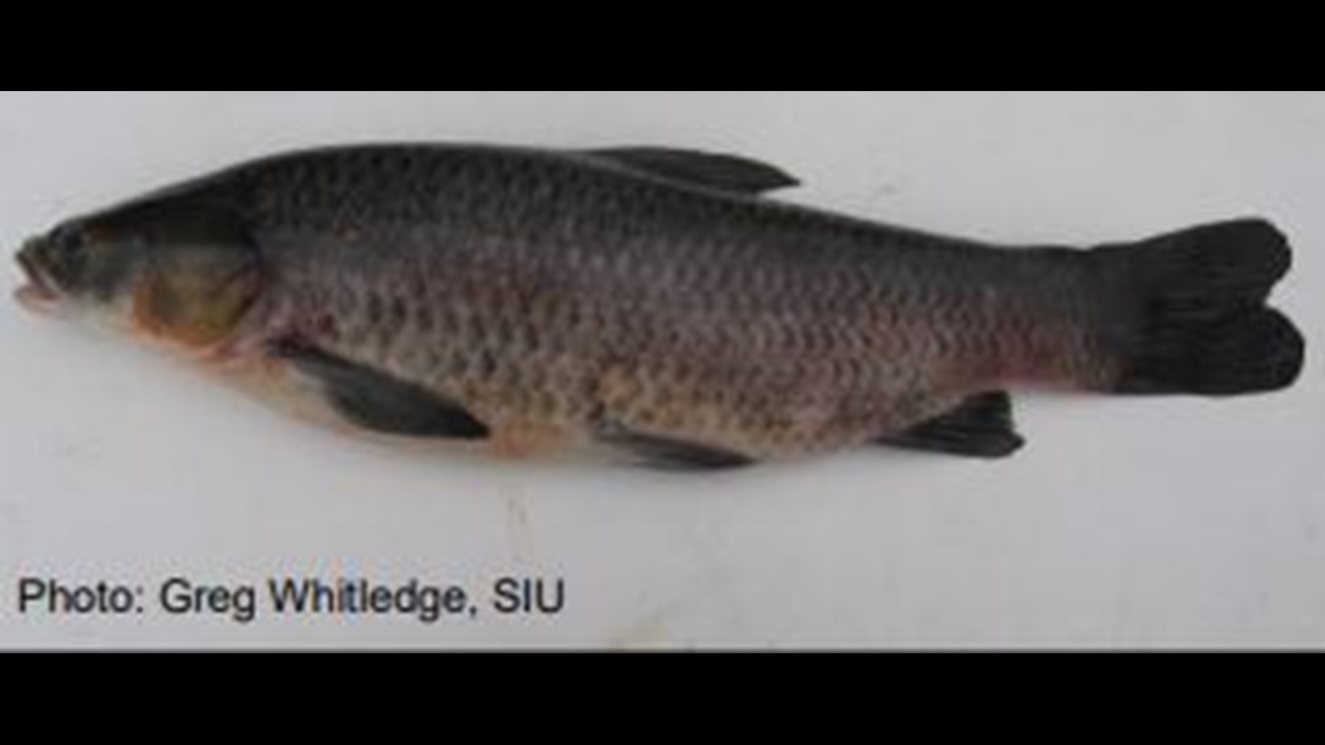 DNR paying $100 for every black carp caught | wthr.com