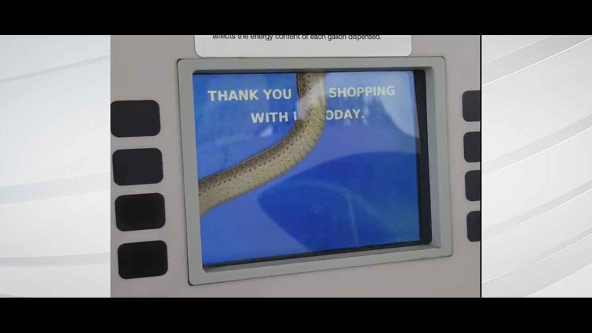 Snake slithers across gas pump screen | wthr.com
