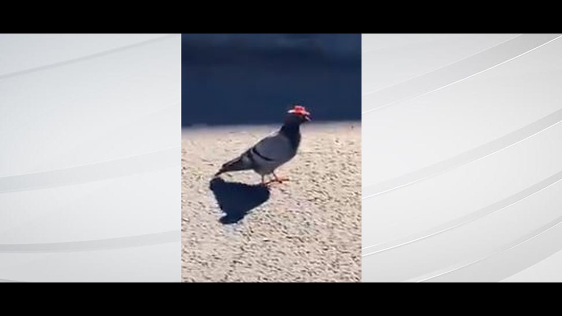 'Cowboy pigeons' spotted in Las Vegas | wthr.com