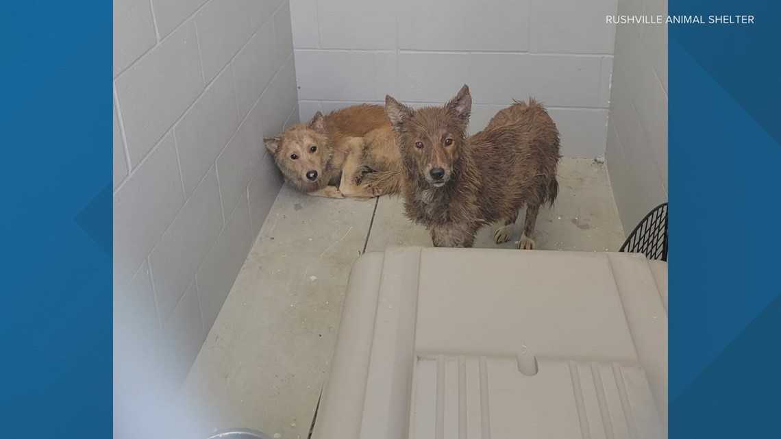 24 dogs dumped near Rushville | wthr.com