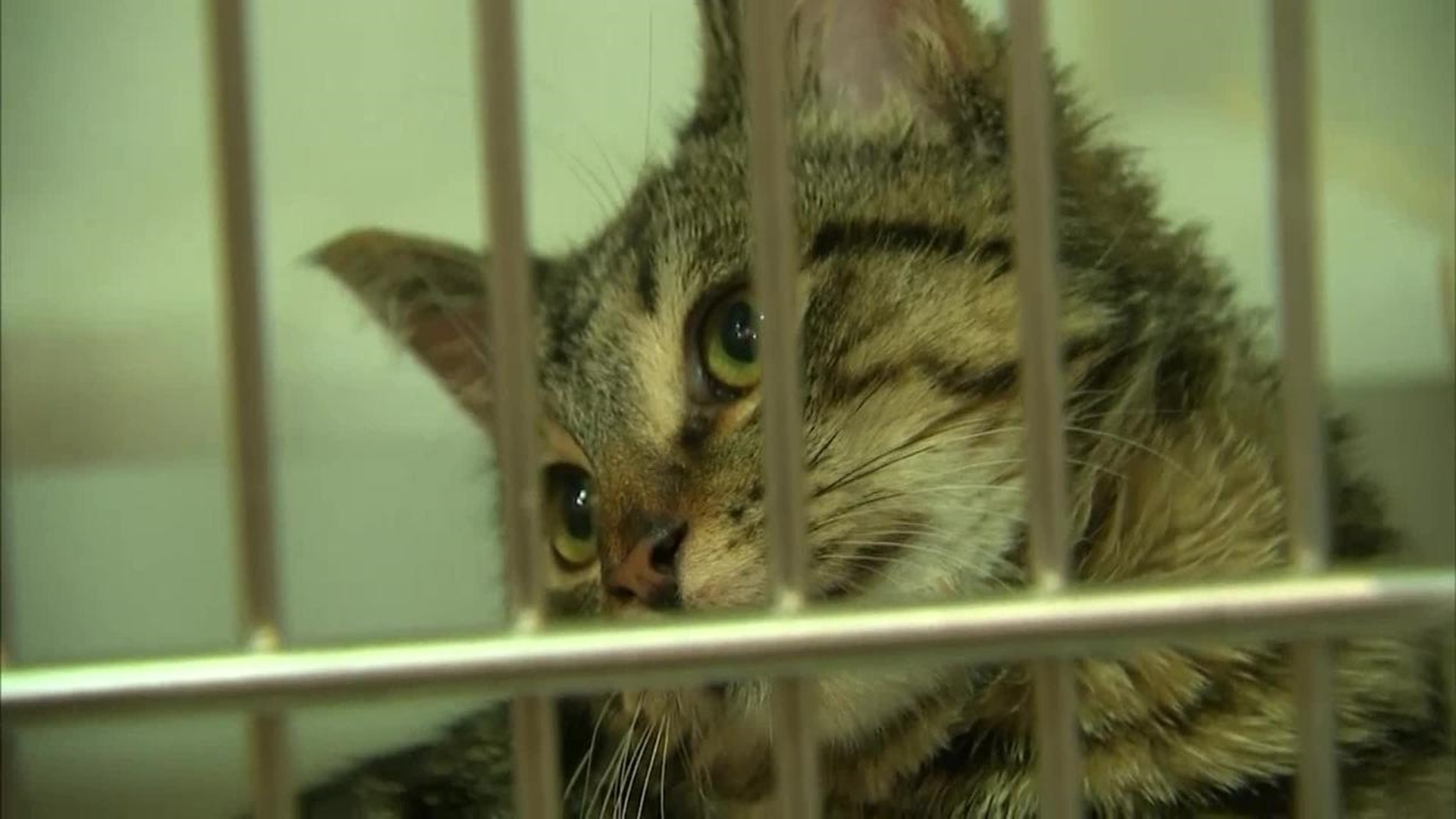Washington neighborhood sees rash of cat killings | wthr.com
