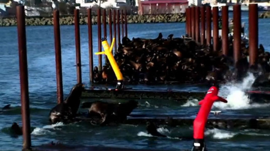 Inflatable dancer scares off sea lions | wthr.com